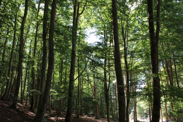 Inner workings: Decision trees (Part 1) | Eddie Ho, PhD